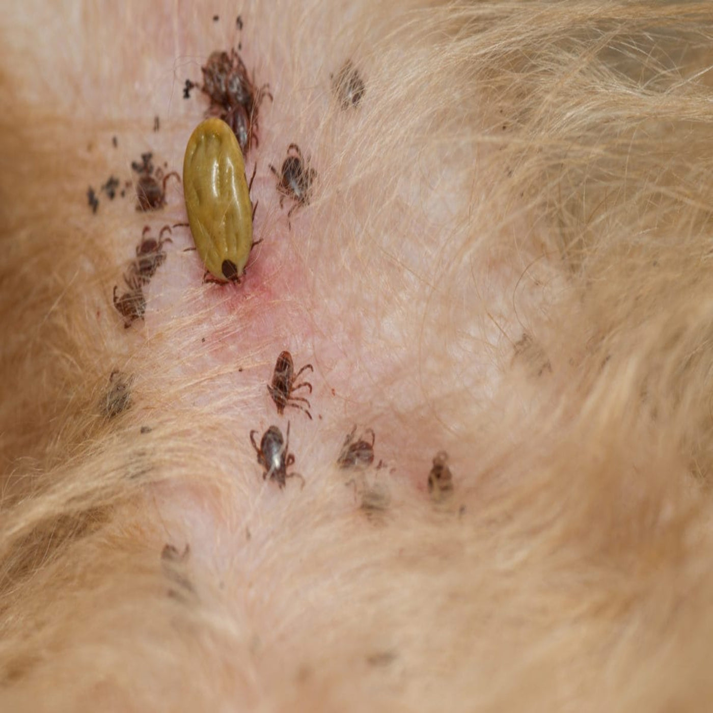 Understanding pet parasites and how to treat them – Pet Life