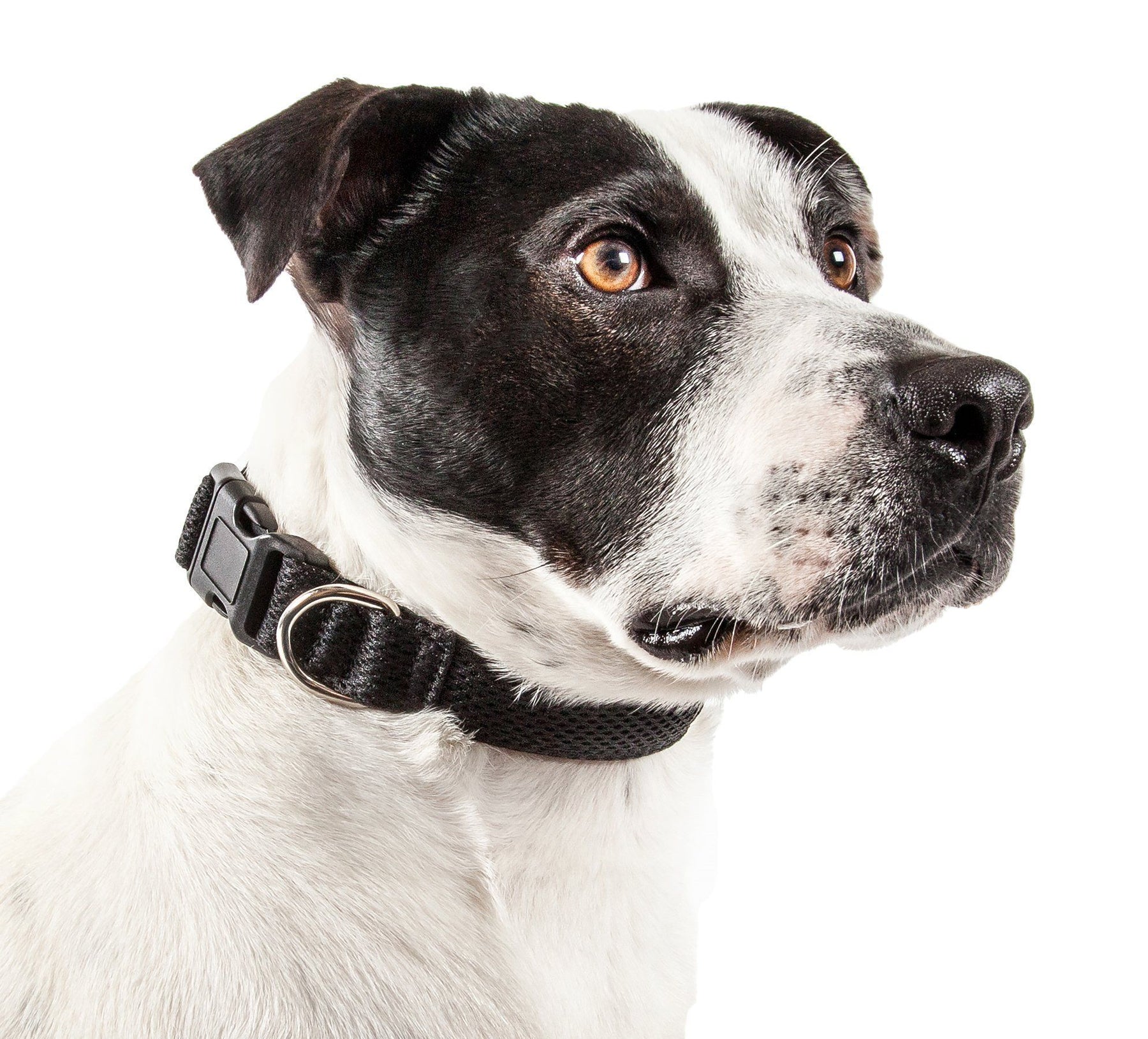 Mesh Dog Collar | Adjustable Collar for Dogs | Pet Life