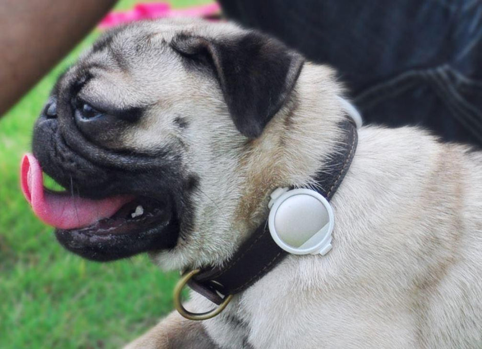 PETKIT GO Bluetooth Smart Dog Leash | Pet Life